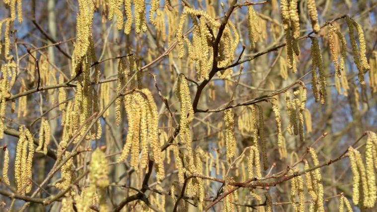 Pollenflug im Winter: Schnupfen oder Allergie?