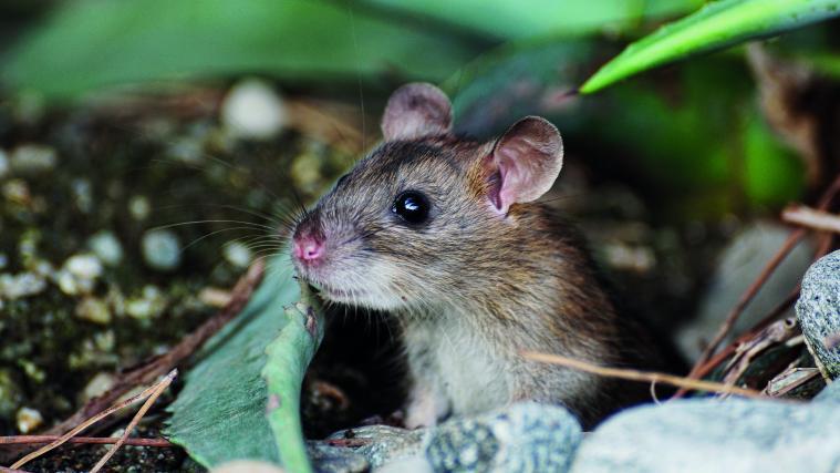 Mäuse als Haustiere halten – Das müssen Sie wissen